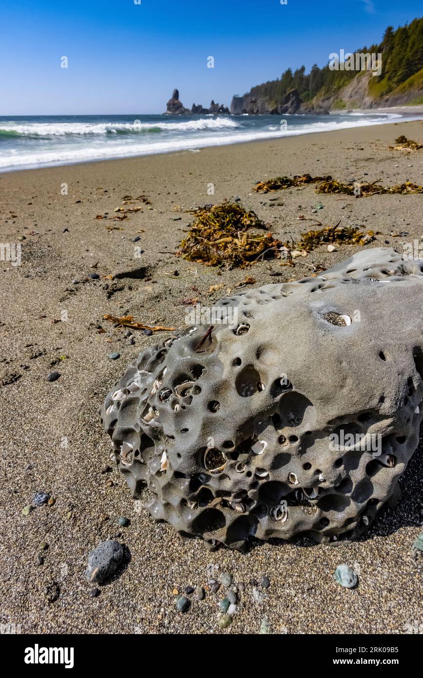 Piddock Clam holes in solid rock on Shi Shi Beach, Olympic National ...