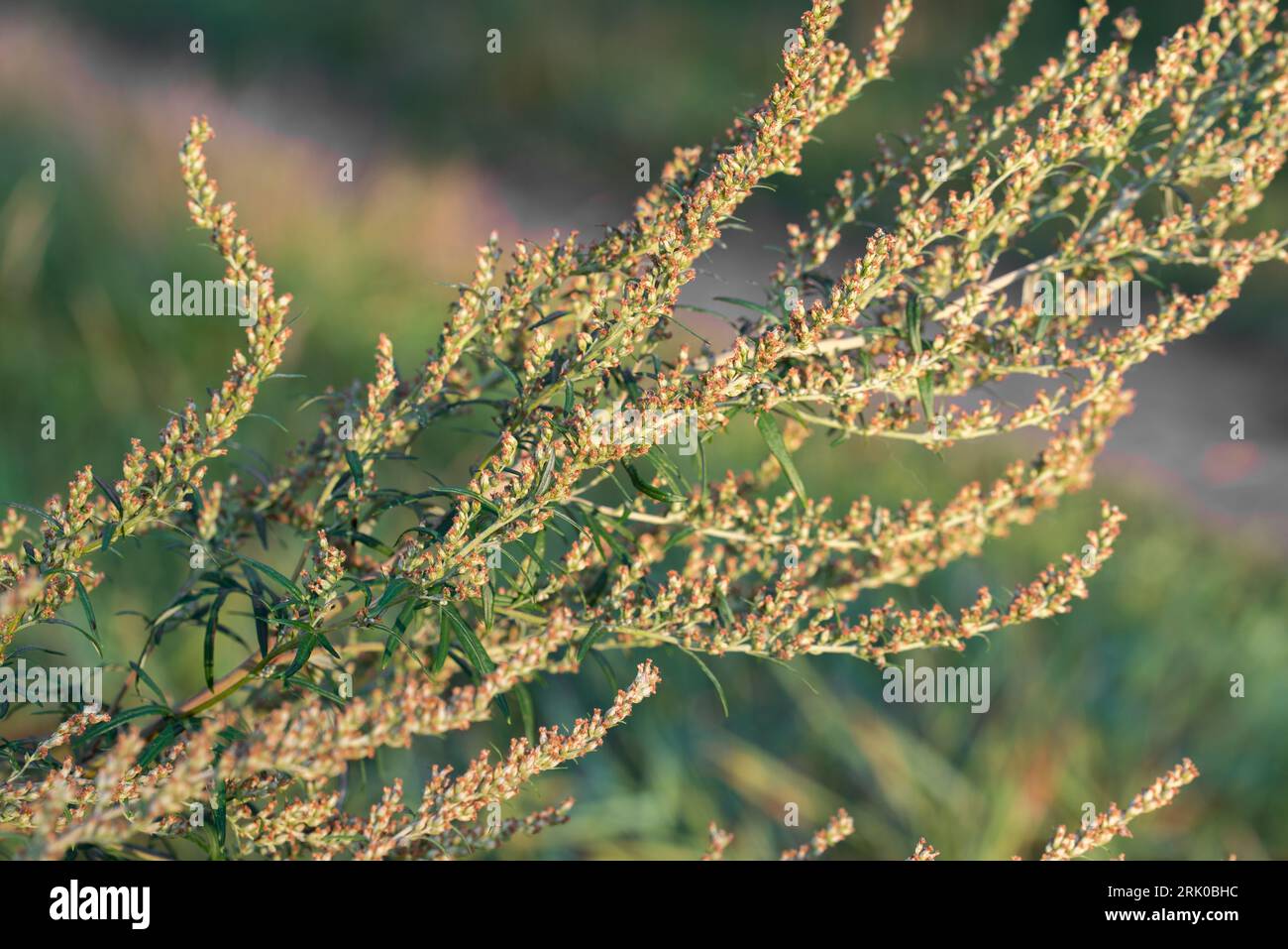 Artemisia vulgaris, common mugwort flowers in meadow closeup selective ...
