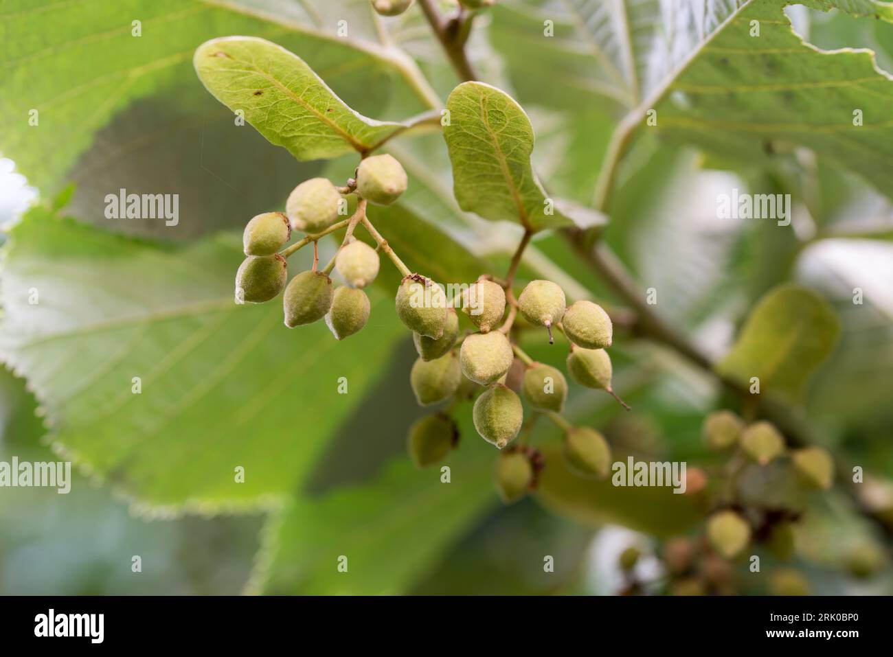 Lime tree seed hi-res stock photography and images - Alamy