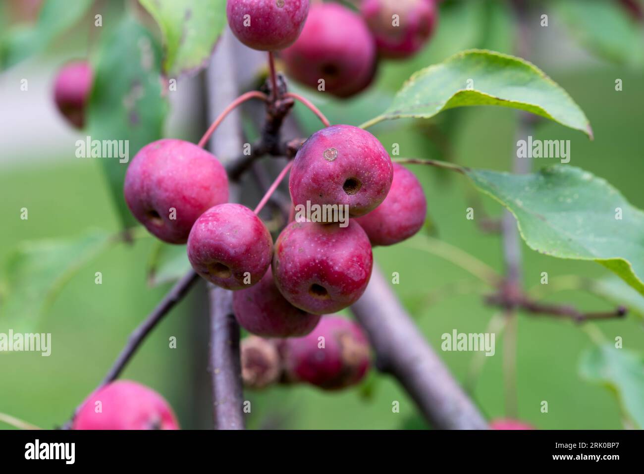 Malus small red fruits hi-res stock photography and images - Alamy