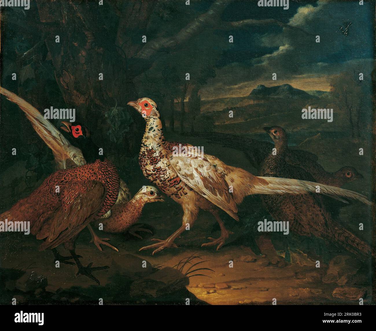 Fasane 1745 by Philipp Ferdinand de Hamilton Stock Photo - Alamy