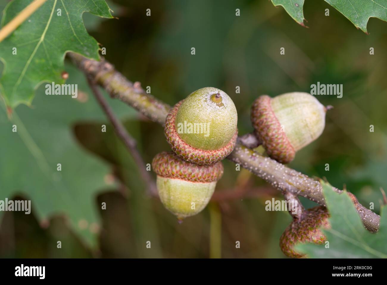 Acorns growing on oak tree hi-res stock photography and images - Alamy