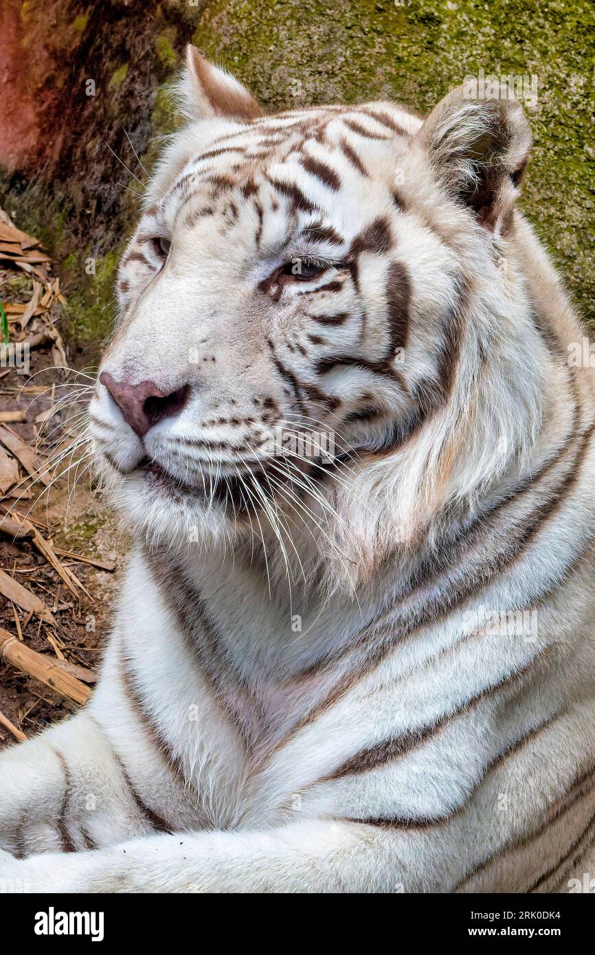 A white tiger (Panthera tigris tigris) portrait Stock Photo - Alamy