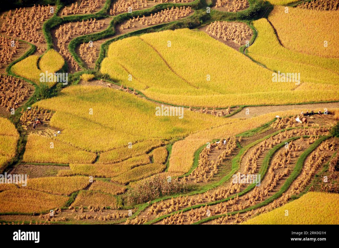 Reisanbau in asien hi-res stock photography and images - Alamy