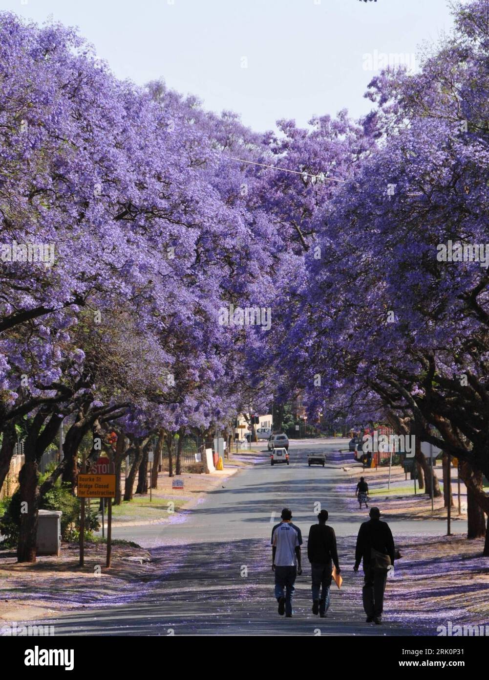 Jacarandas in pretoria hi-res stock photography and images - Alamy