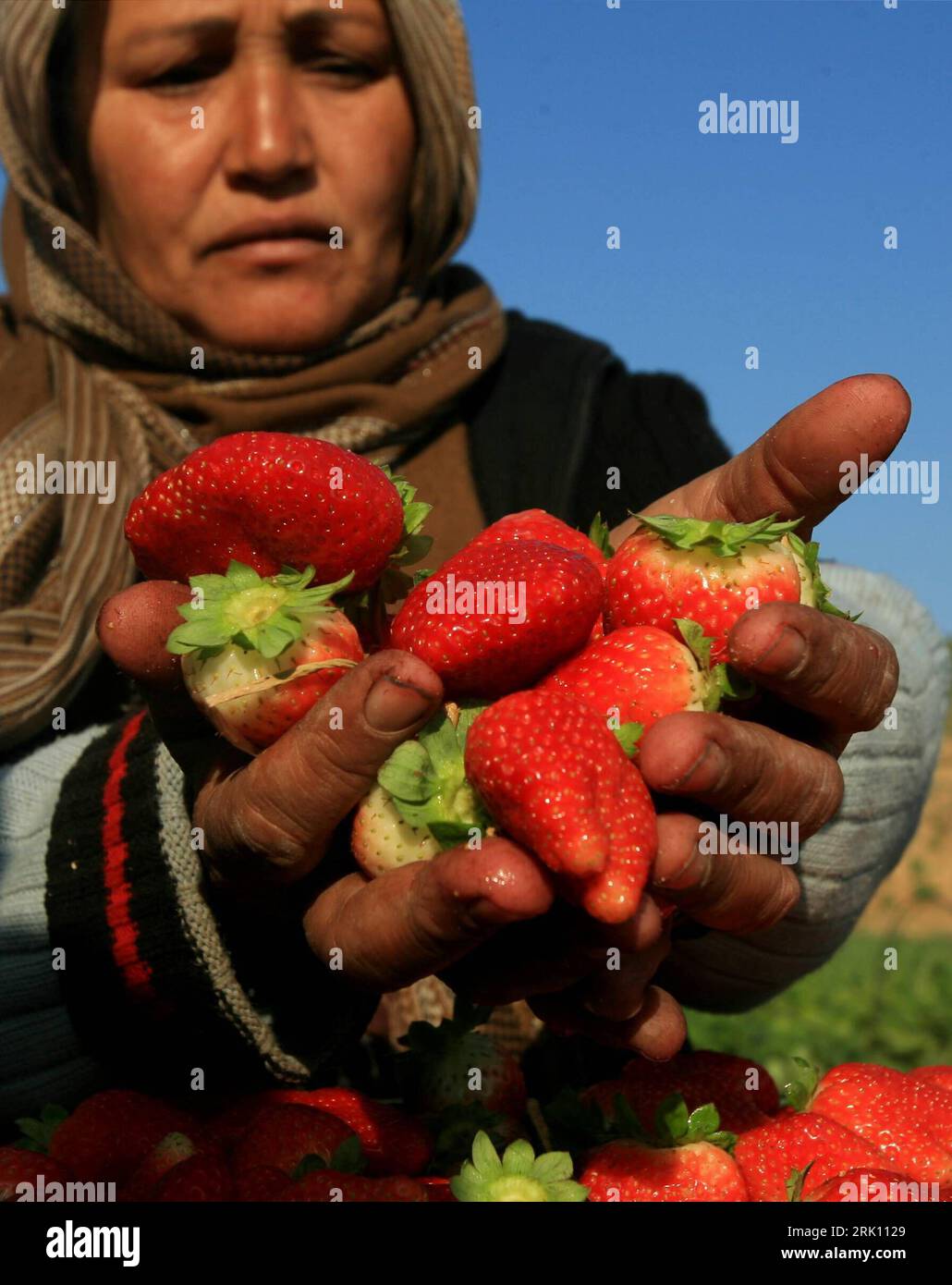 Stadt der erdbeere hi-res stock photography and images - Alamy