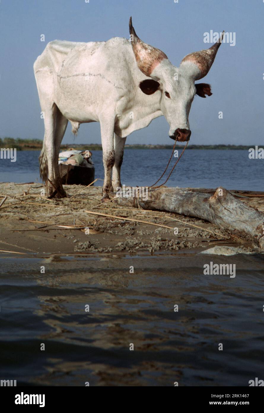 Islands of Lake Chad: Kuri cattle (Bos taurus), a breed of cattle with ...