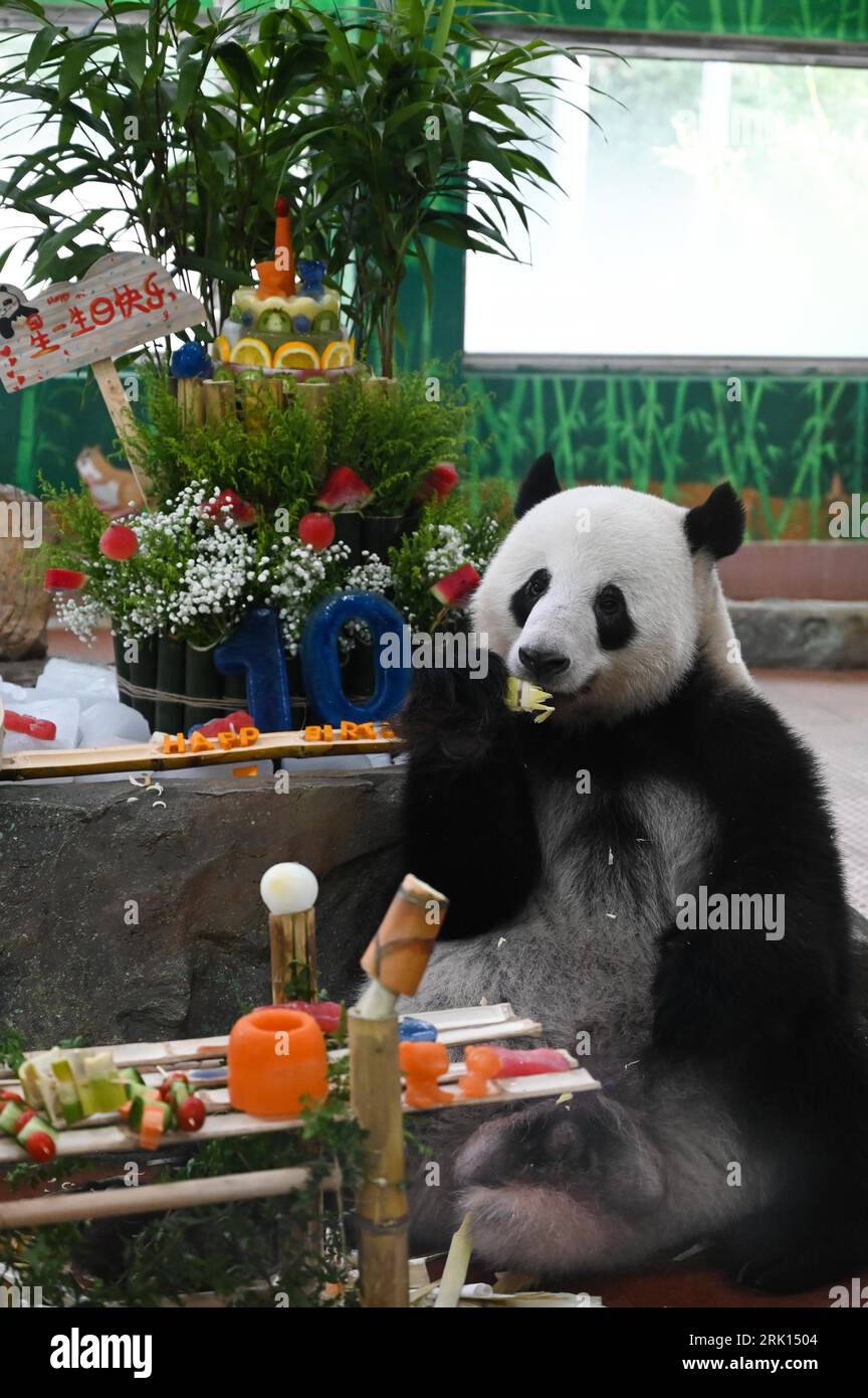 **CHINESE MAINLAND, HONG KONG, MACAU AND TAIWAN OUT** Giant panda Xing ...