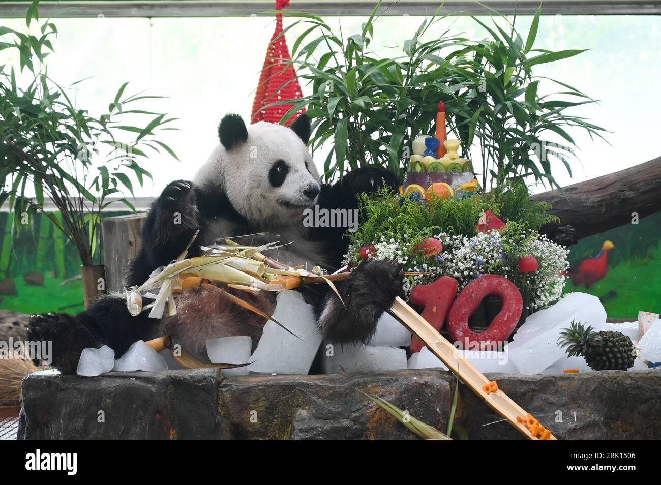 **CHINESE MAINLAND, HONG KONG, MACAU AND TAIWAN OUT** Giant panda Ya Yi ...