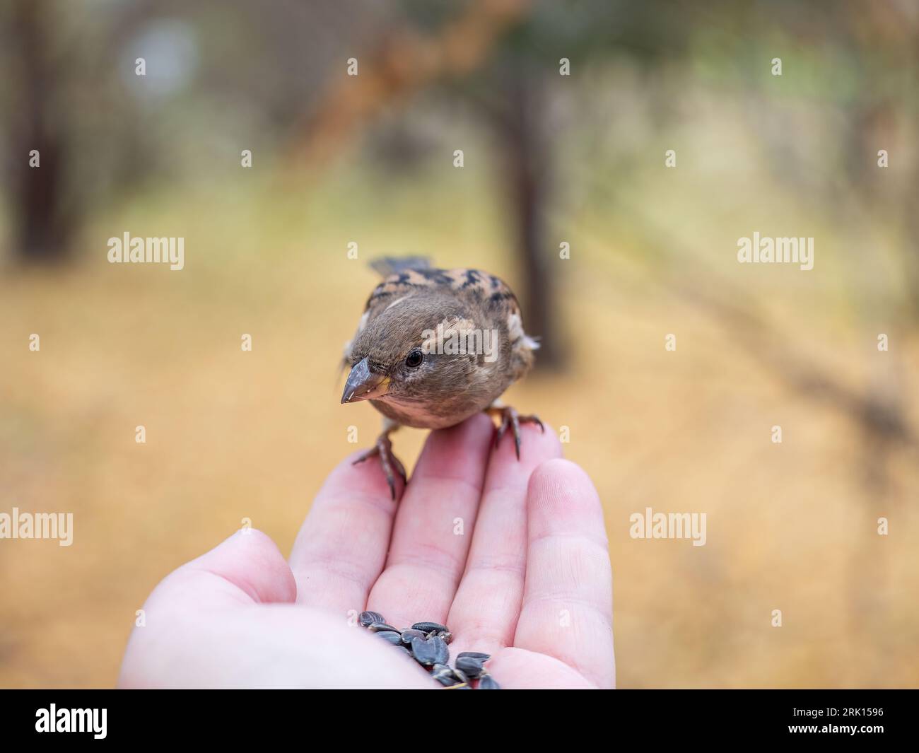Sparrow eats seeds from a man's hand. A Sparrow bird sitting on the ...