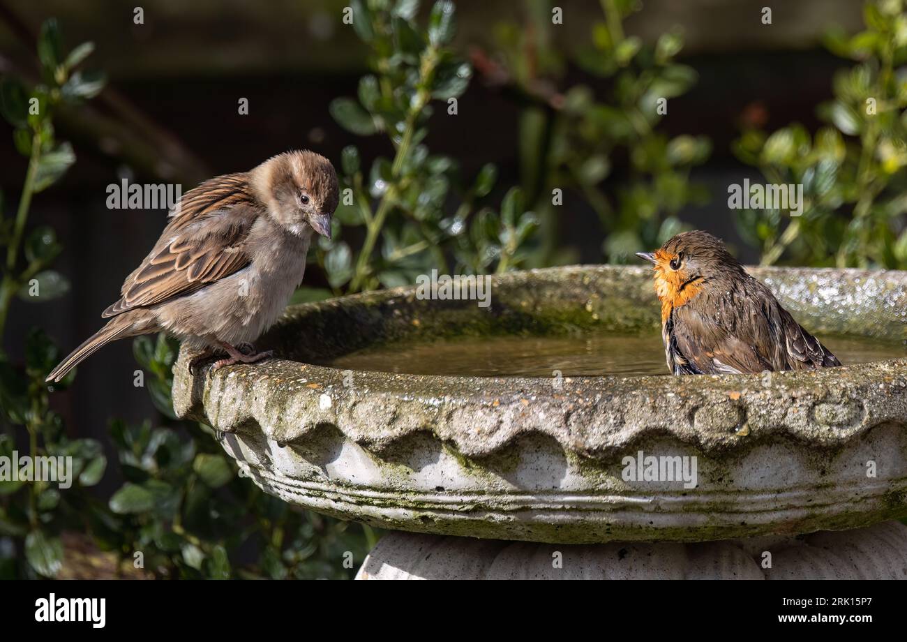 Two small songbirds perched on a birdbath outdoors in the sun, enjoying ...