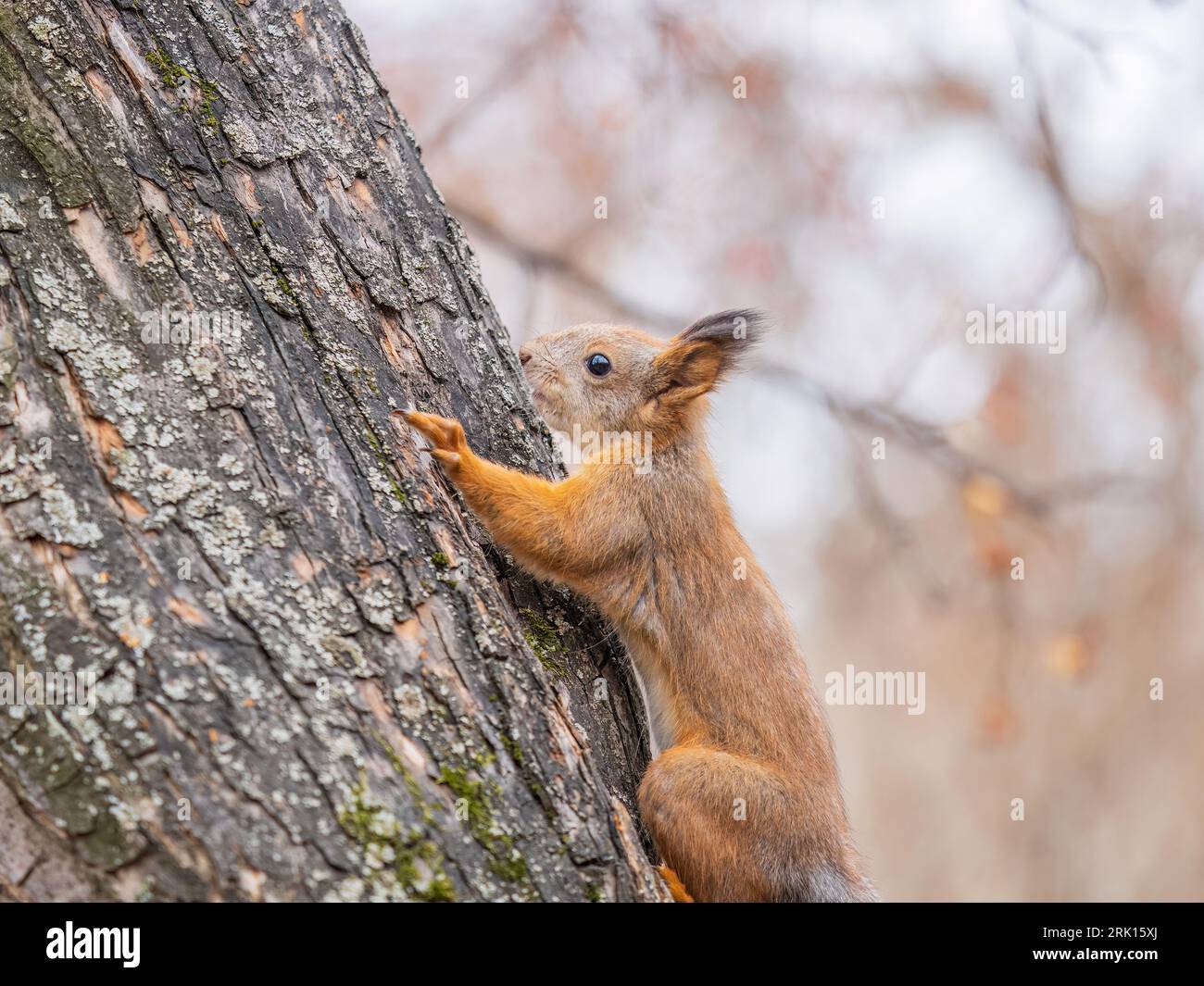Portrait of a squirrel on a tree trunk. A curious red squirrel peeks ...