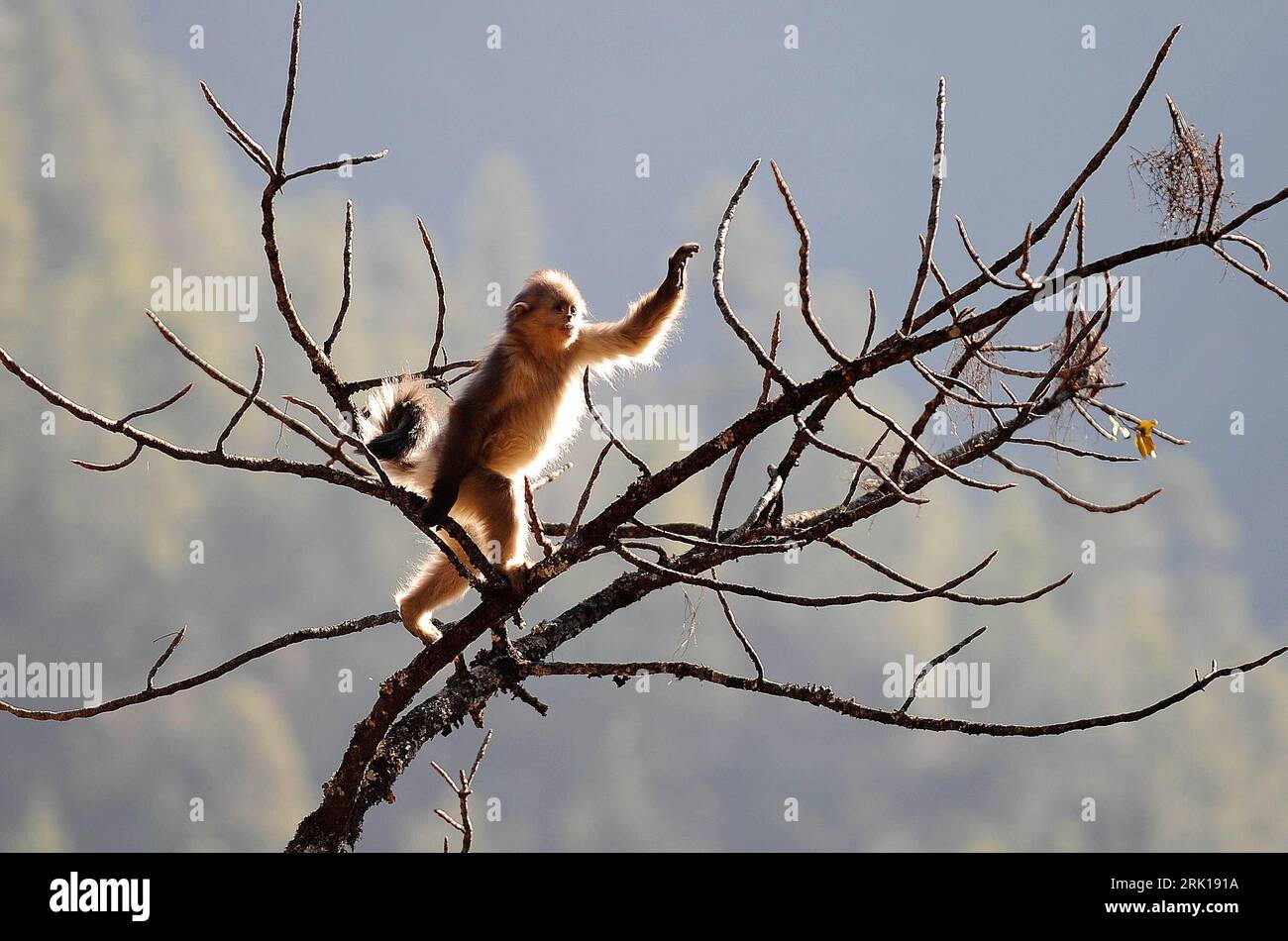 Goldstumpfnase rhinopithecus roxellana hi-res stock photography and ...