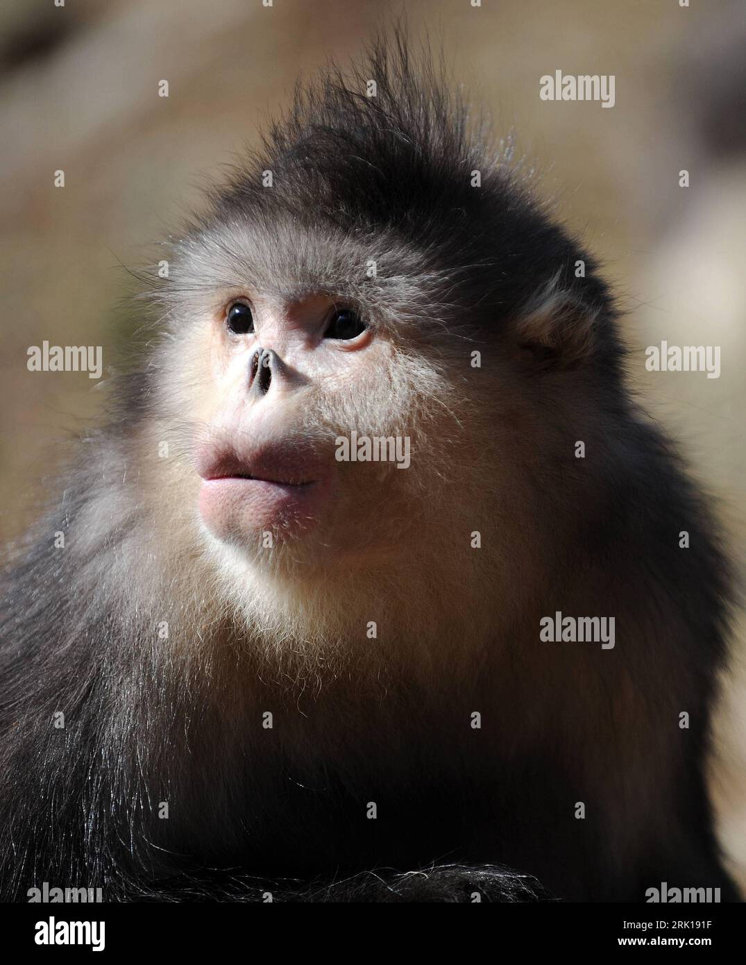 Goldstumpfnase rhinopithecus roxellana hi-res stock photography and ...