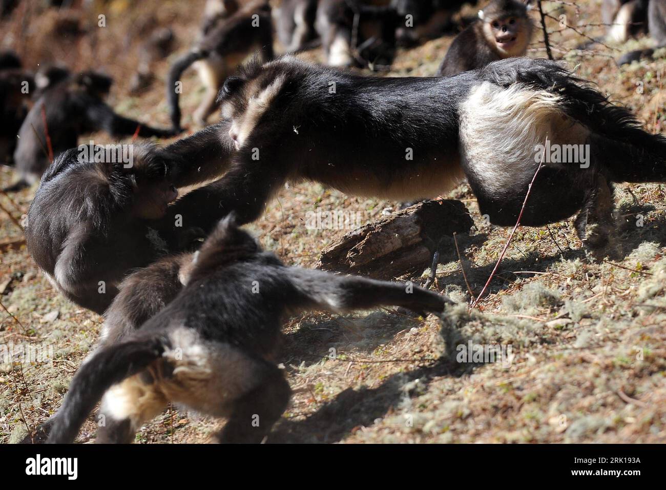 Goldstumpfnase rhinopithecus roxellana hi-res stock photography and ...