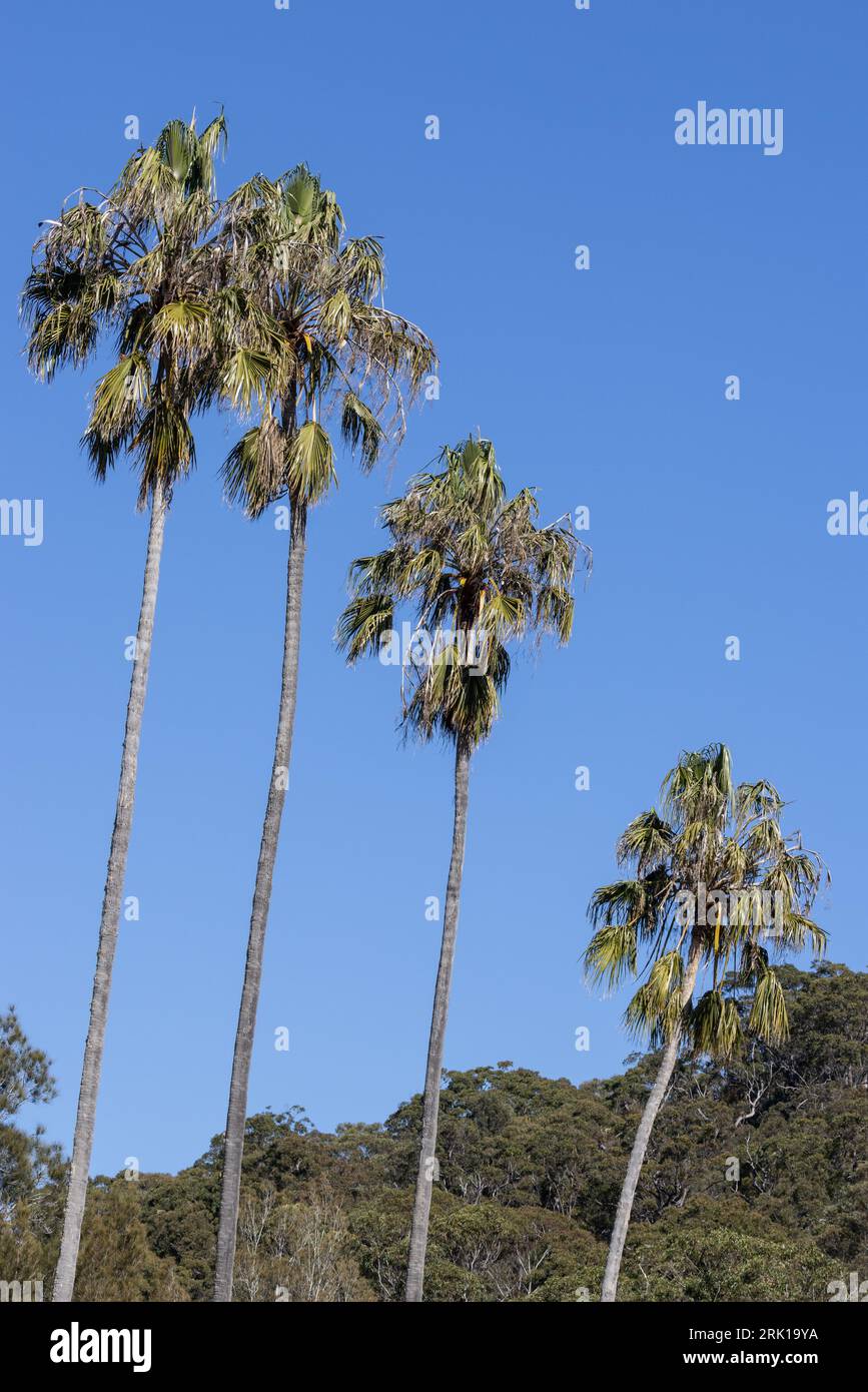 Australian Cabbage Tree Palms Stock Photo - Alamy