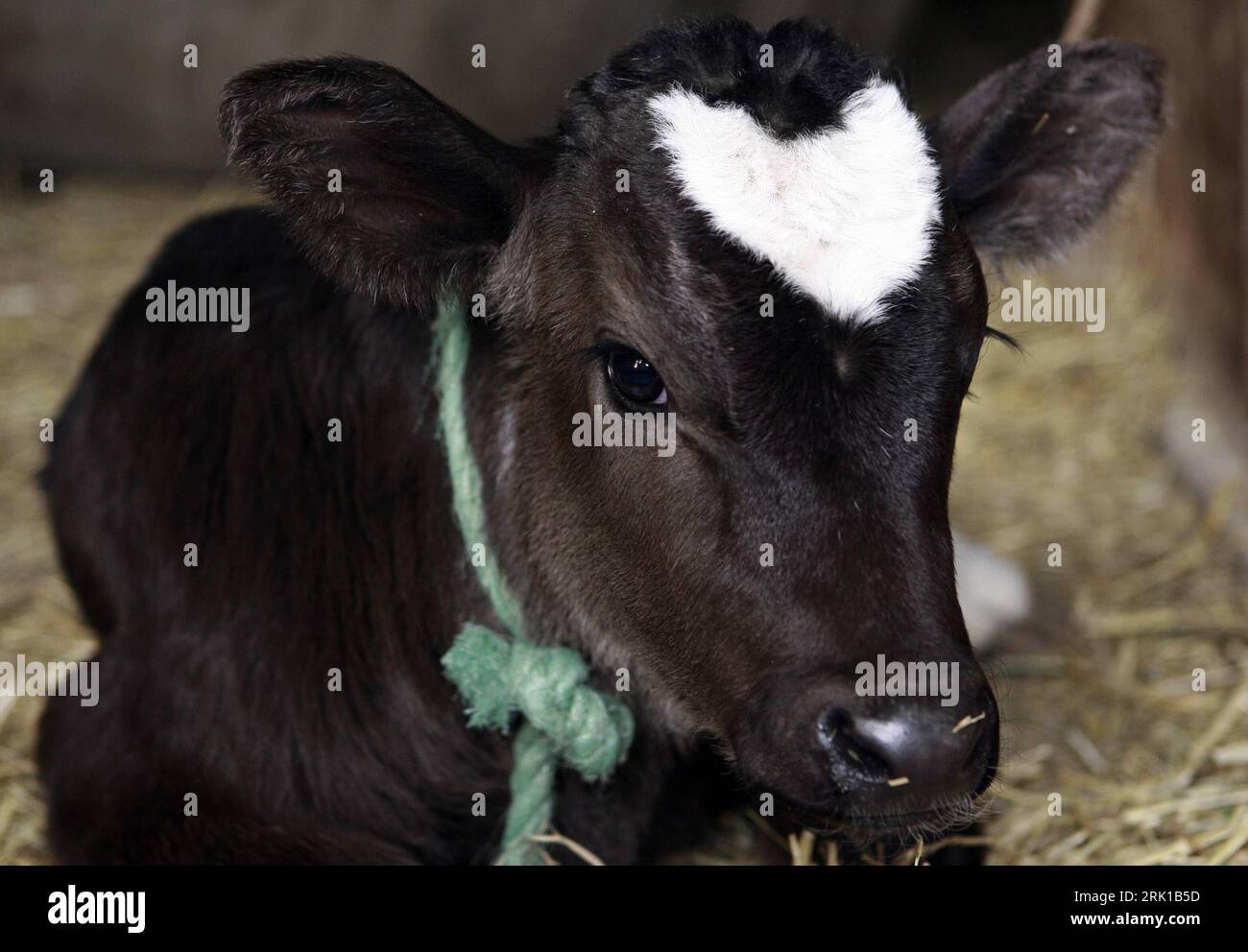 Junges herz hi-res stock photography and images - Alamy