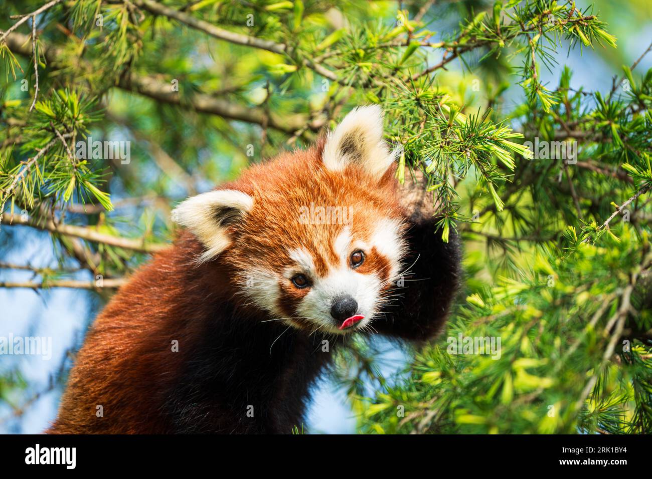 Red panda bear climbing tree. close-up of a rare red panda Stock Photo ...