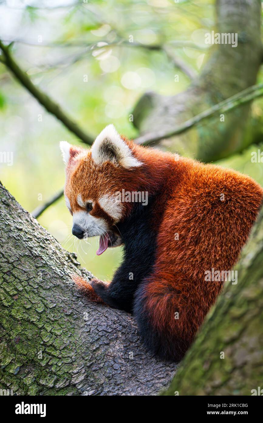 Red panda bear climbing tree. close-up of a rare red panda Stock Photo ...