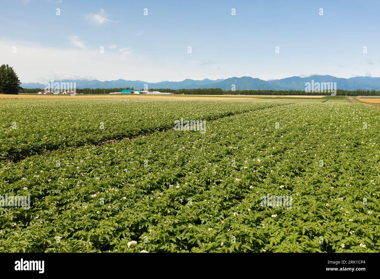 Extensive agriculture potato field hi-res stock photography and images ...