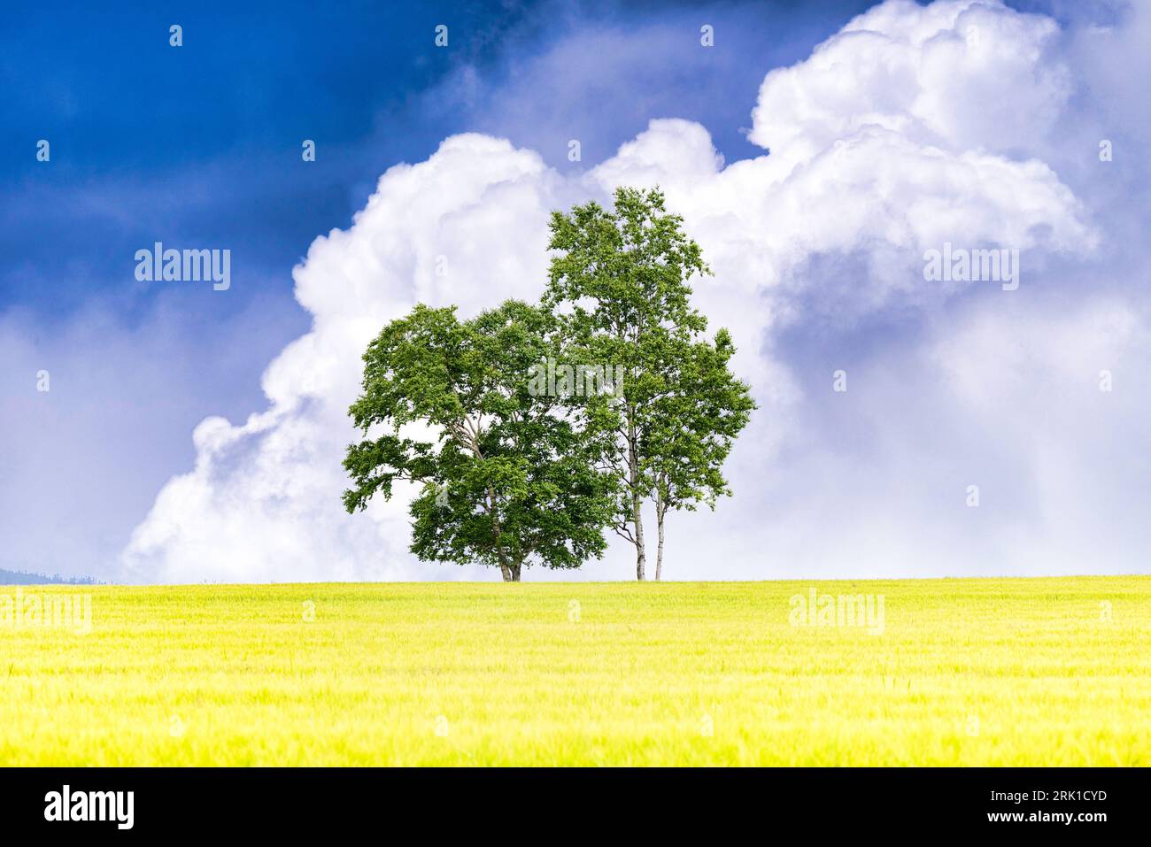 Big Cloud and Tree Stock Photo - Alamy