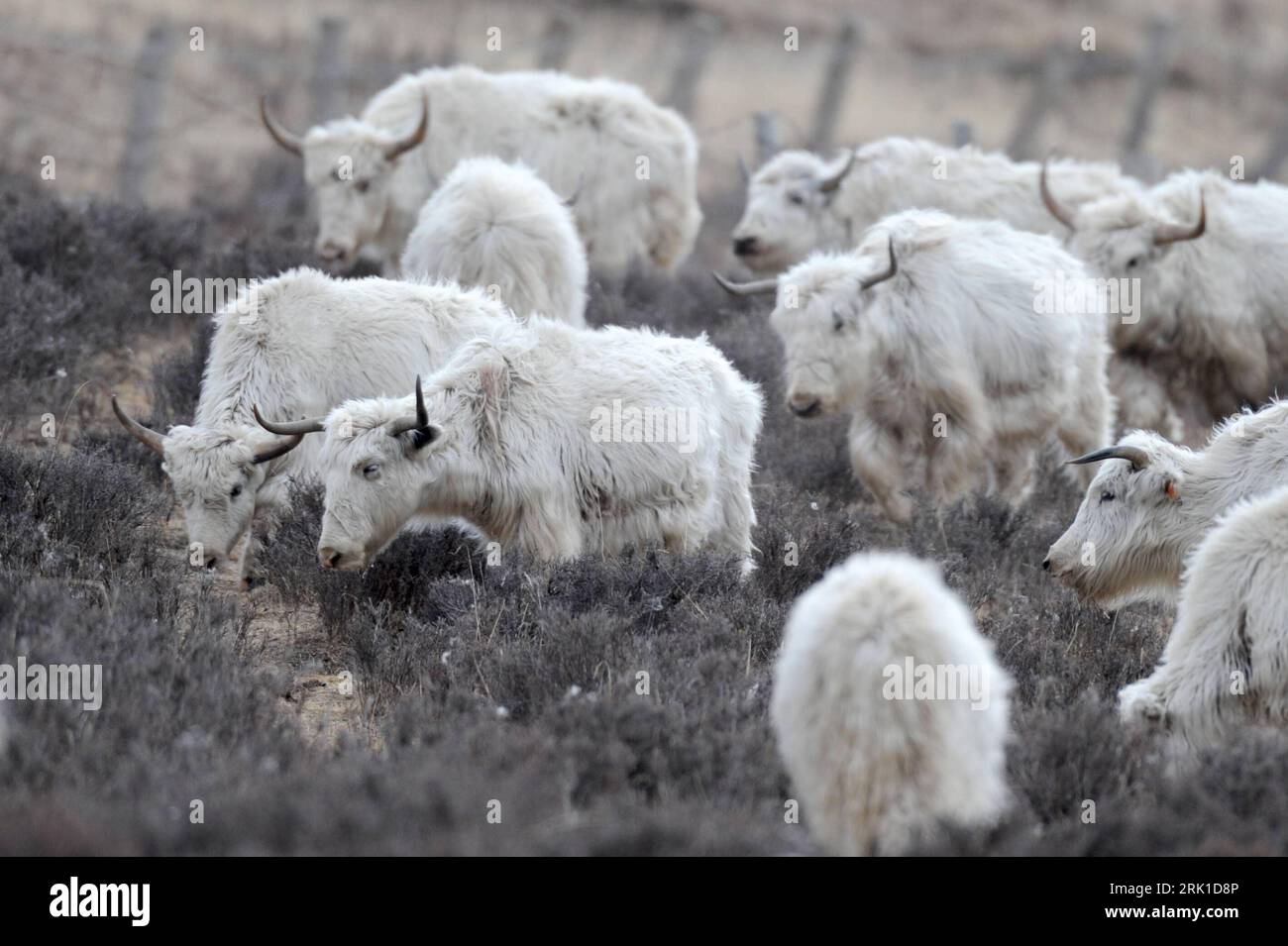 Tianzhu white yak hi-res stock photography and images - Alamy