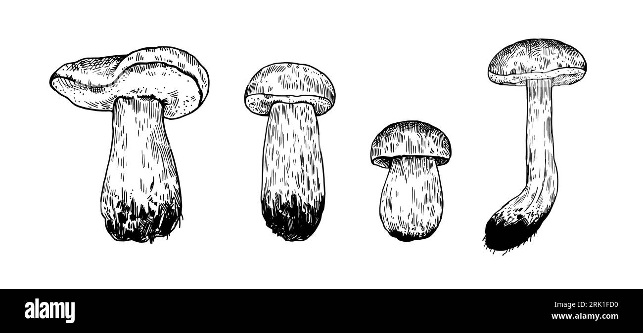 Mushrooms illustration in engraving style. Black ink drawing of boletus ...