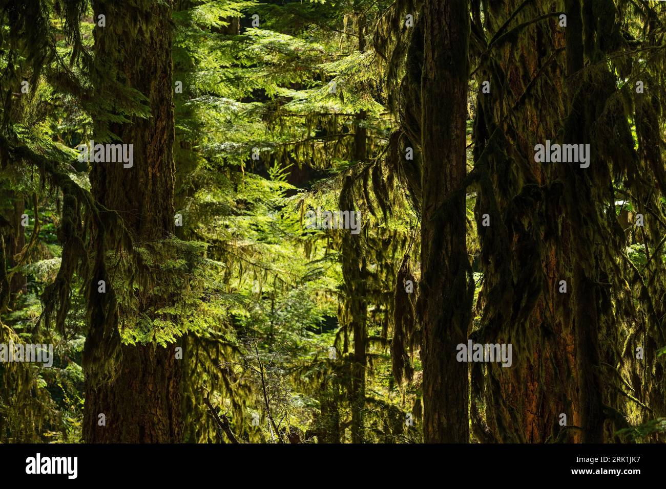 Cathedral Grove ancient forest close up, Macmillan provincial park ...