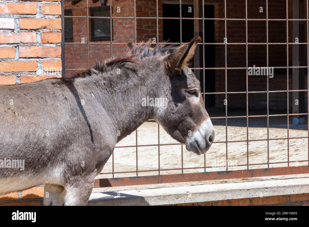 Donkey in front of steel fence Stock Photo - Alamy