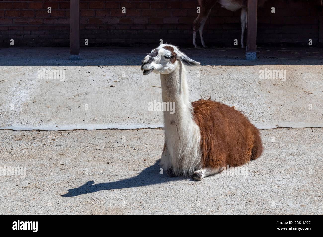 Relaxing llama hi-res stock photography and images - Alamy