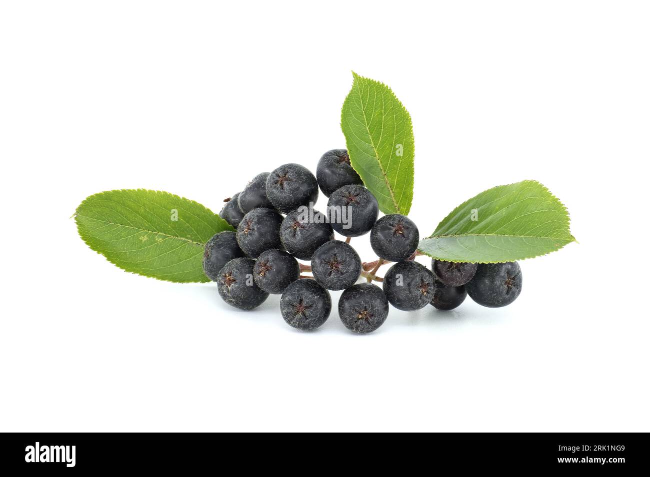 Black chokeberry or aronia berries, isolated on white background, can ...
