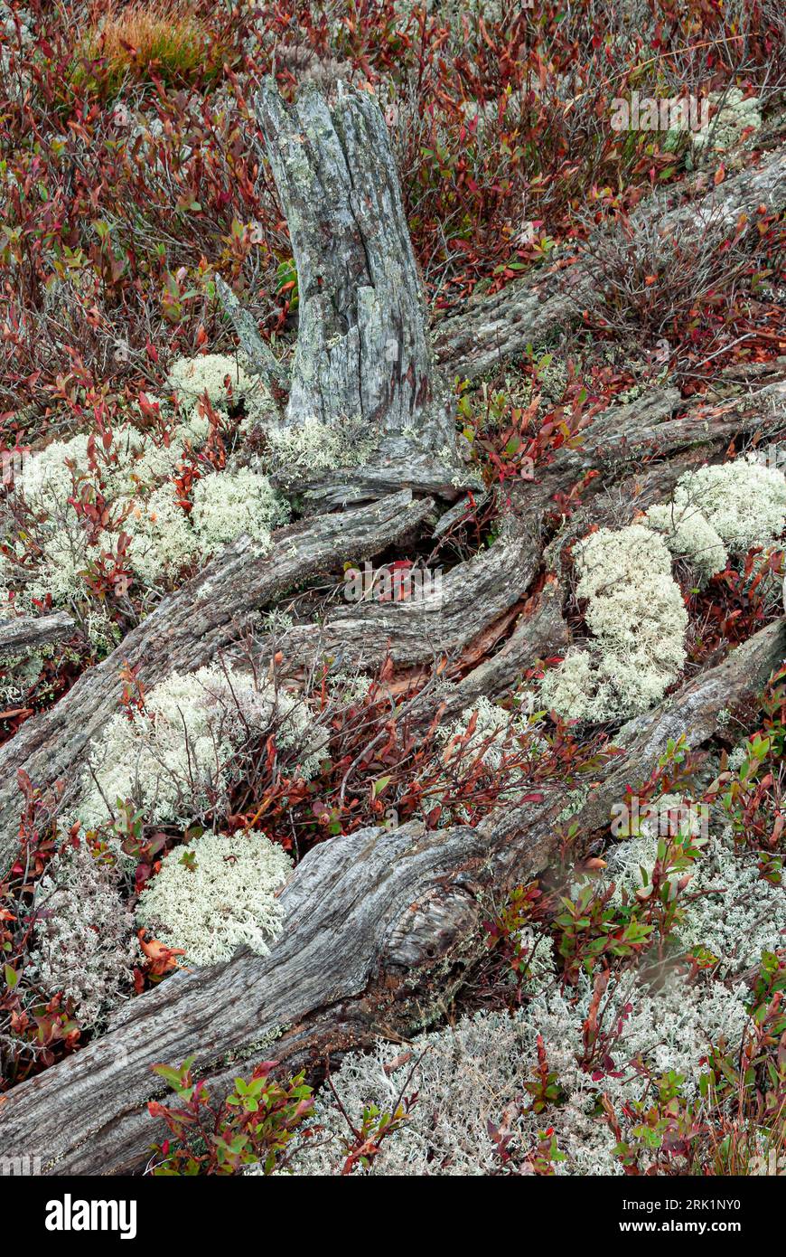 Leftover branches hi-res stock photography and images - Alamy