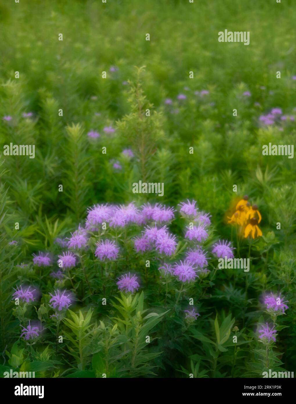 Beeze hi-res stock photography and images - Alamy