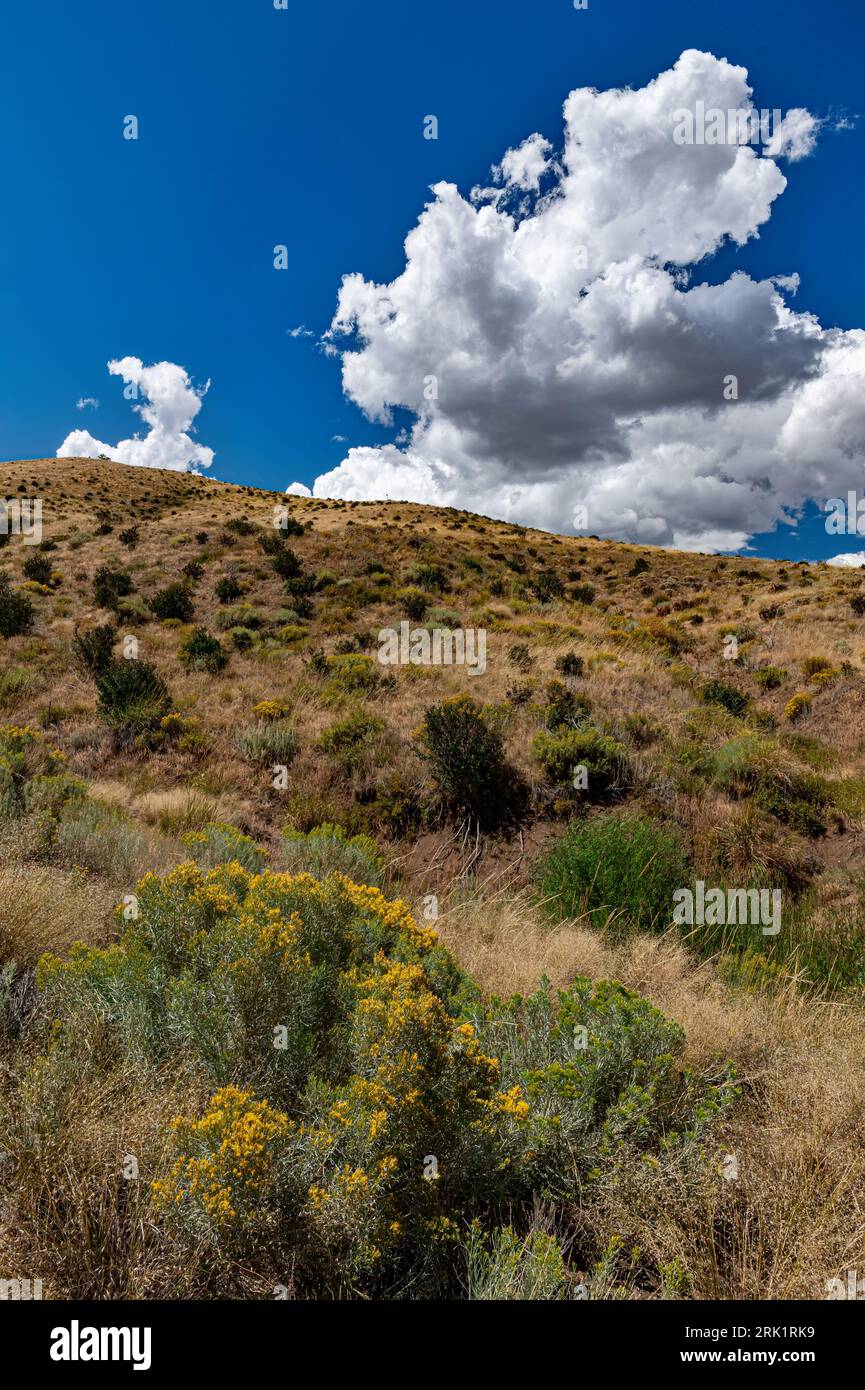 Common rabbitbrush hi-res stock photography and images - Alamy
