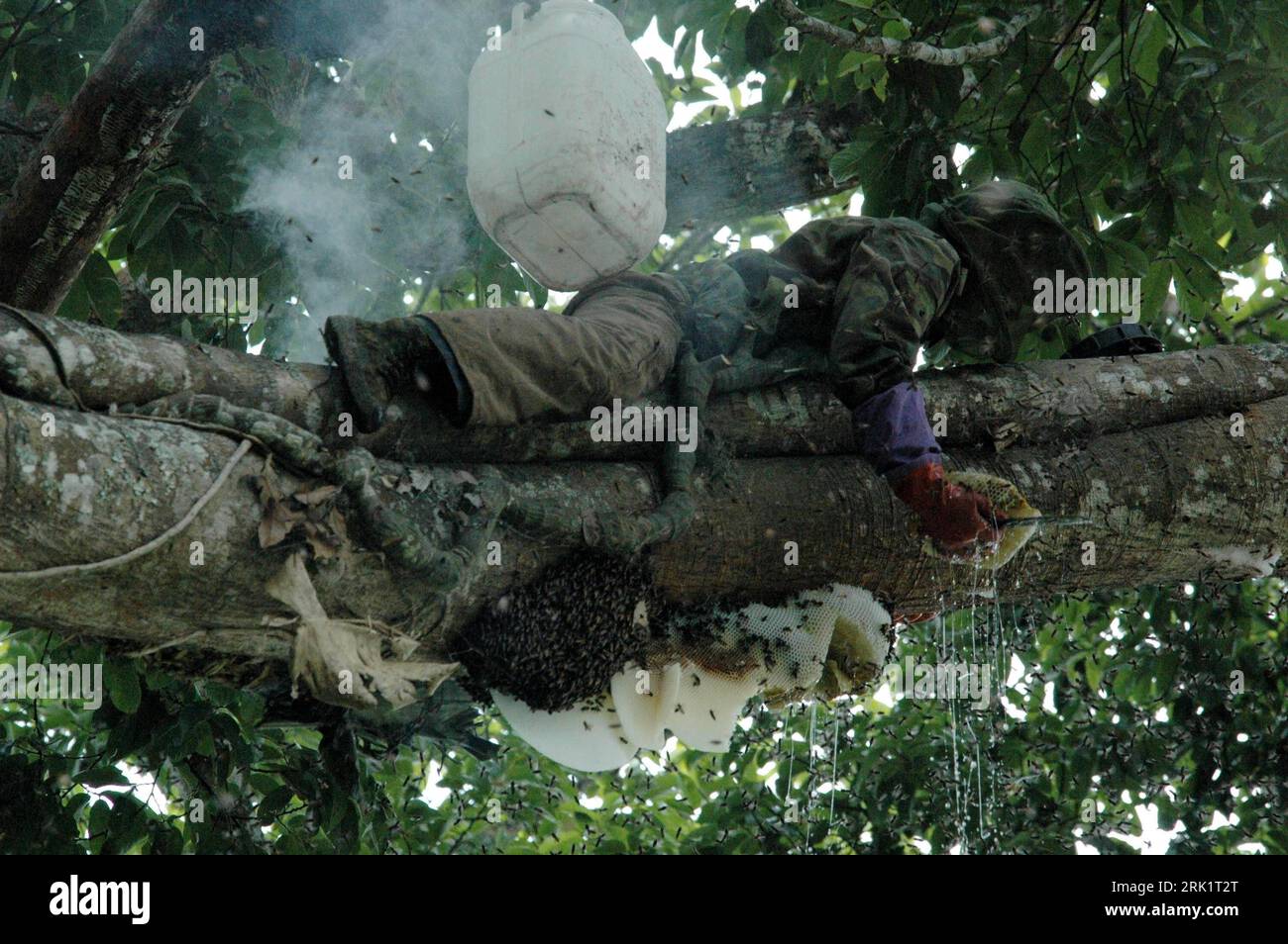 Regenwald asien hi-res stock photography and images - Alamy