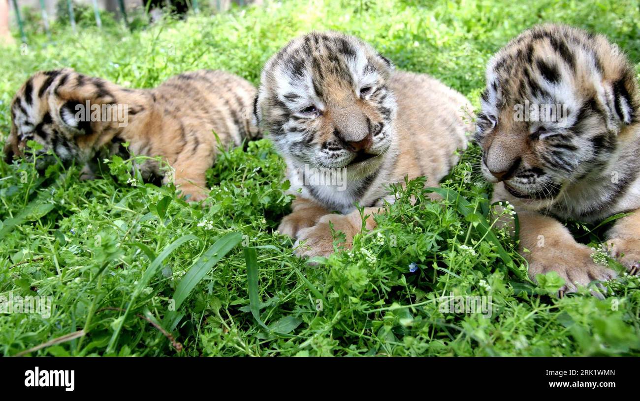 Tigerbabies hi-res stock photography and images - Alamy