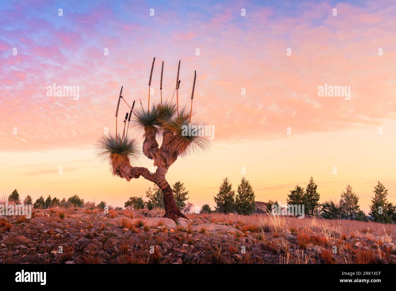 Sunset over a grass tree in the Flinders Ranges Stock Photo - Alamy