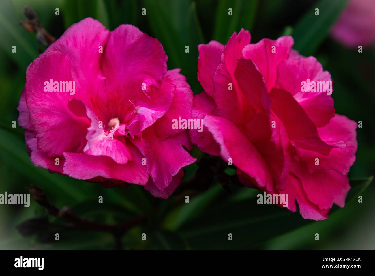 Rosa oleander hi-res stock photography and images - Alamy