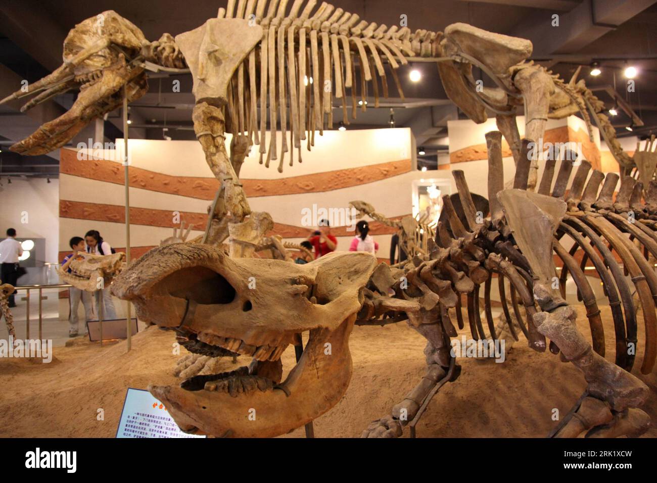 Platybelodon Skeleton