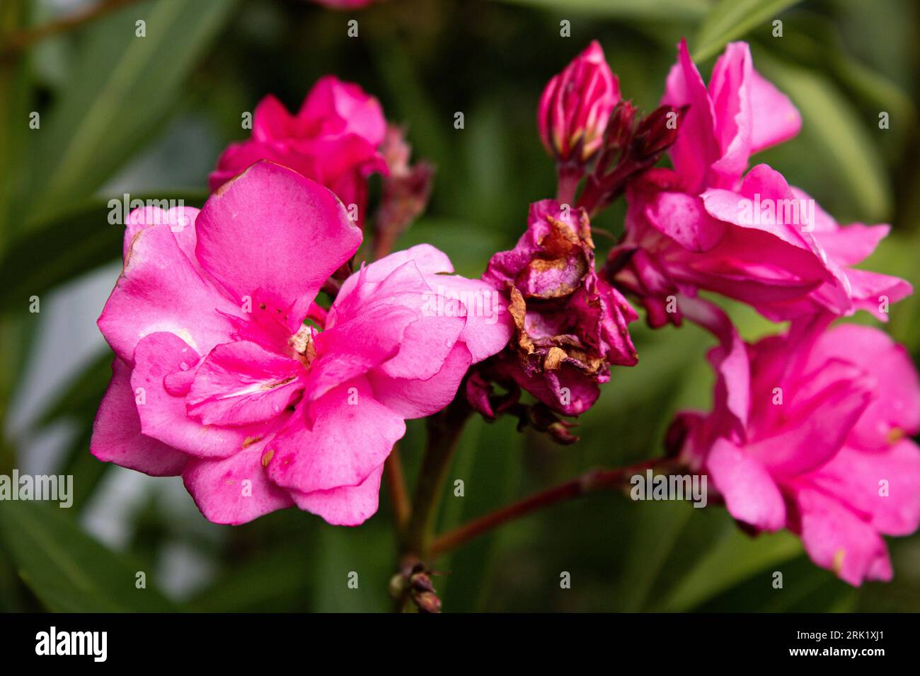 Pink Flowers Rose Oleander close up Stock Photo - Alamy