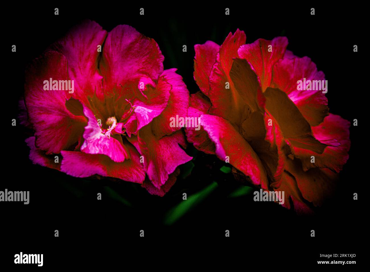 Rosa oleander hi-res stock photography and images - Alamy