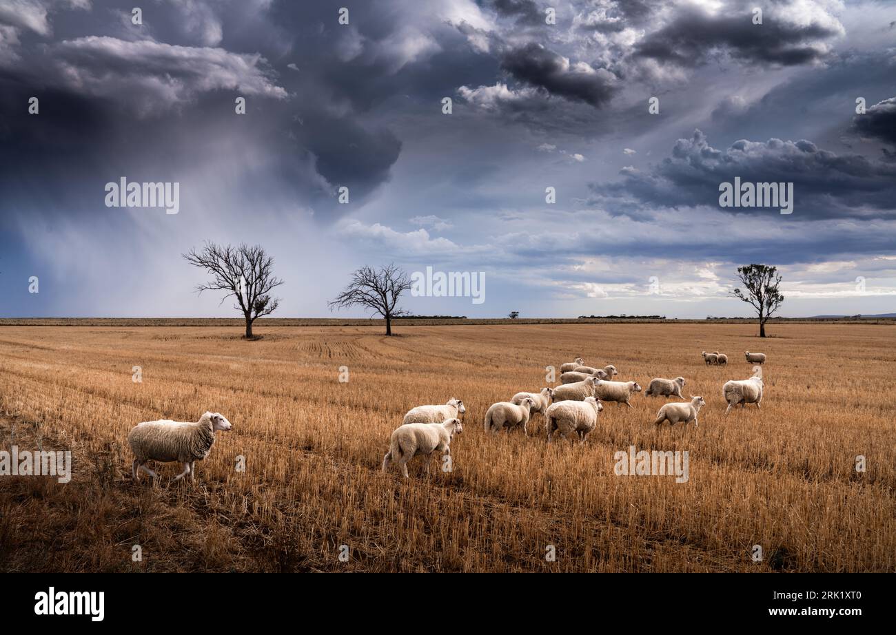 Sheep and Storm Clouds Stock Photo - Alamy