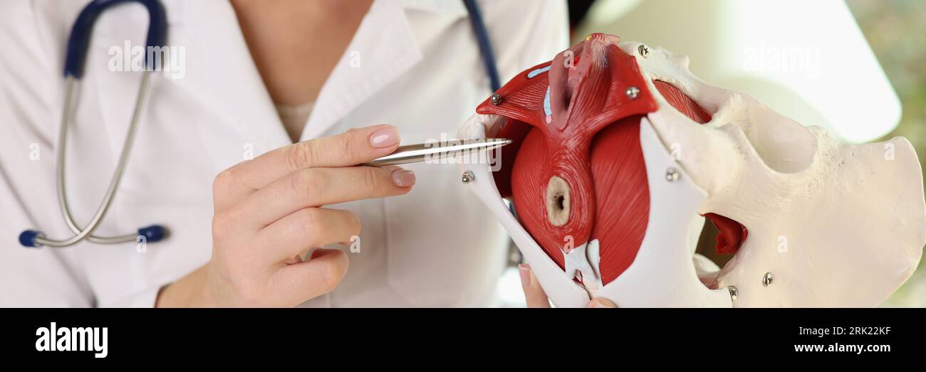 Female doctor holds in her hands model of female pelvis with muscles ...