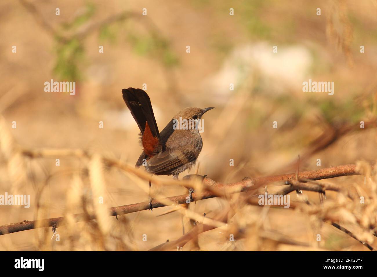 Female Indian Robin Stock Photo - Alamy