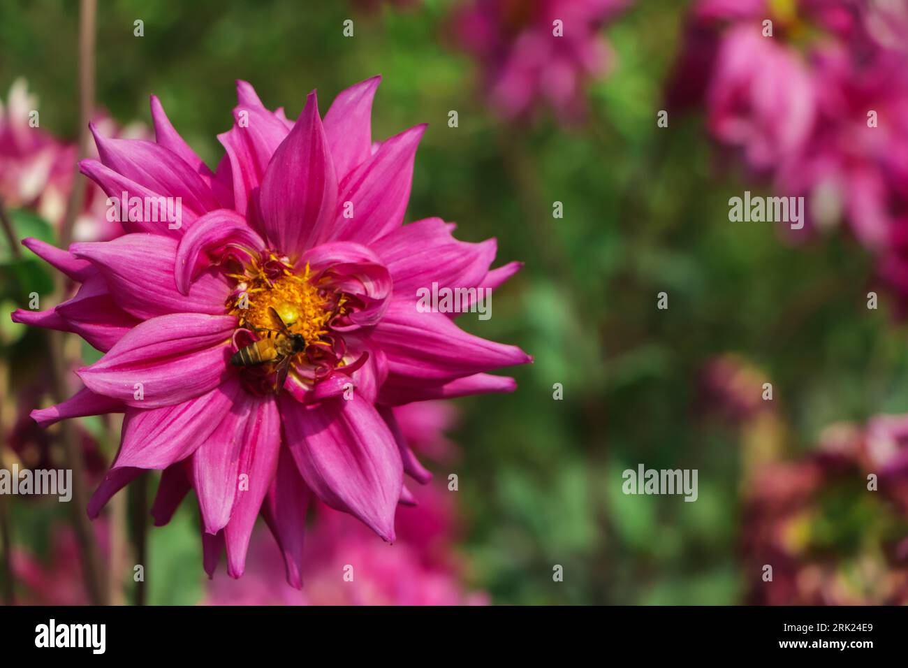 Dalia real hi-res stock photography and images - Alamy