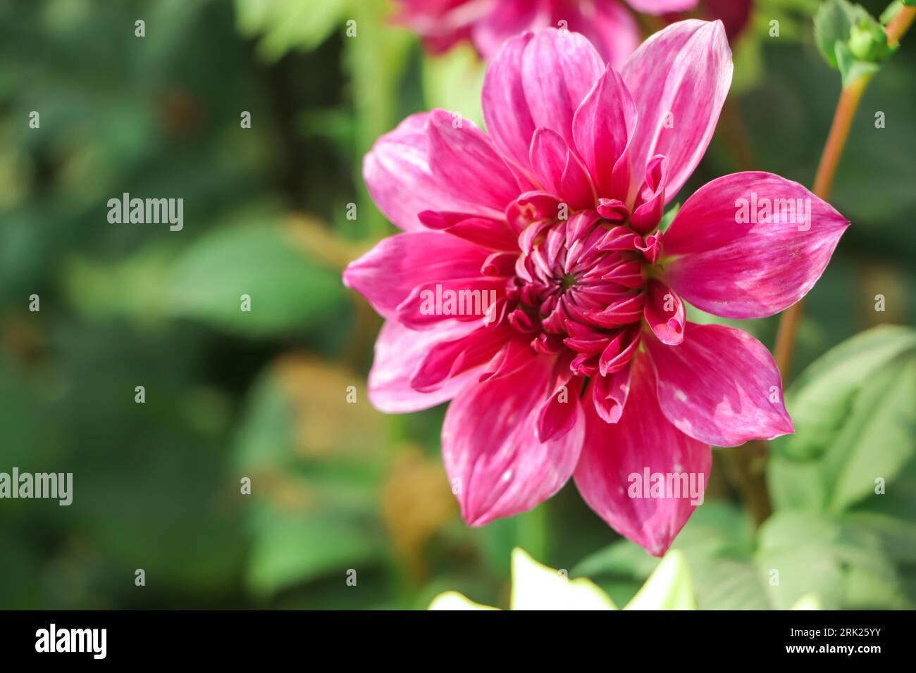 Dalia flowers in bangladesh hi-res stock photography and images - Alamy