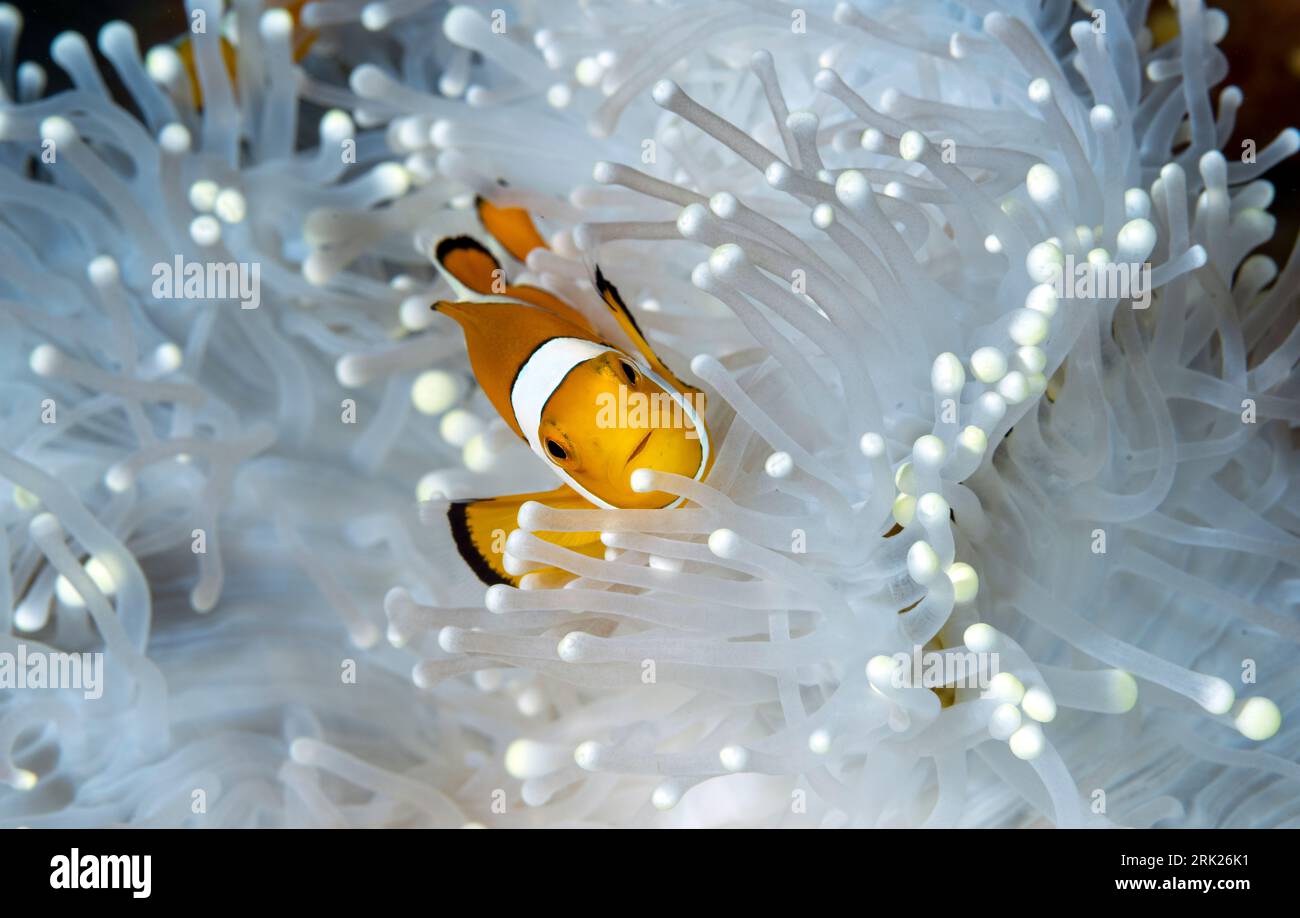 False clown anemonefish, Amphiprion ocellaris, in a magnificient sea ...