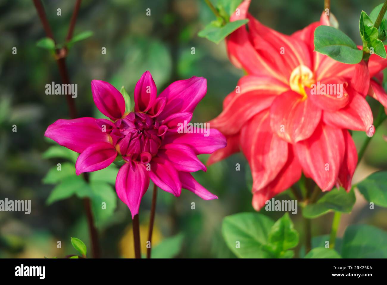 Dahlia flowers in the garden Stock Photo - Alamy