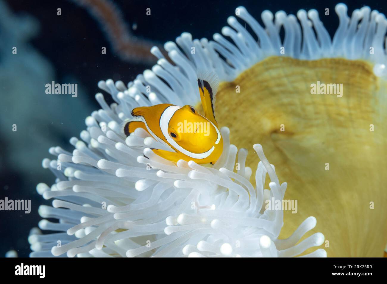 False clown anemonefish, Amphiprion ocellaris, in a magnificient sea ...