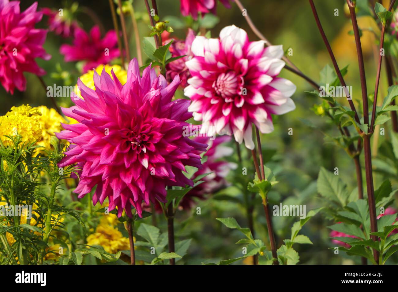 Dalia real hi-res stock photography and images - Alamy